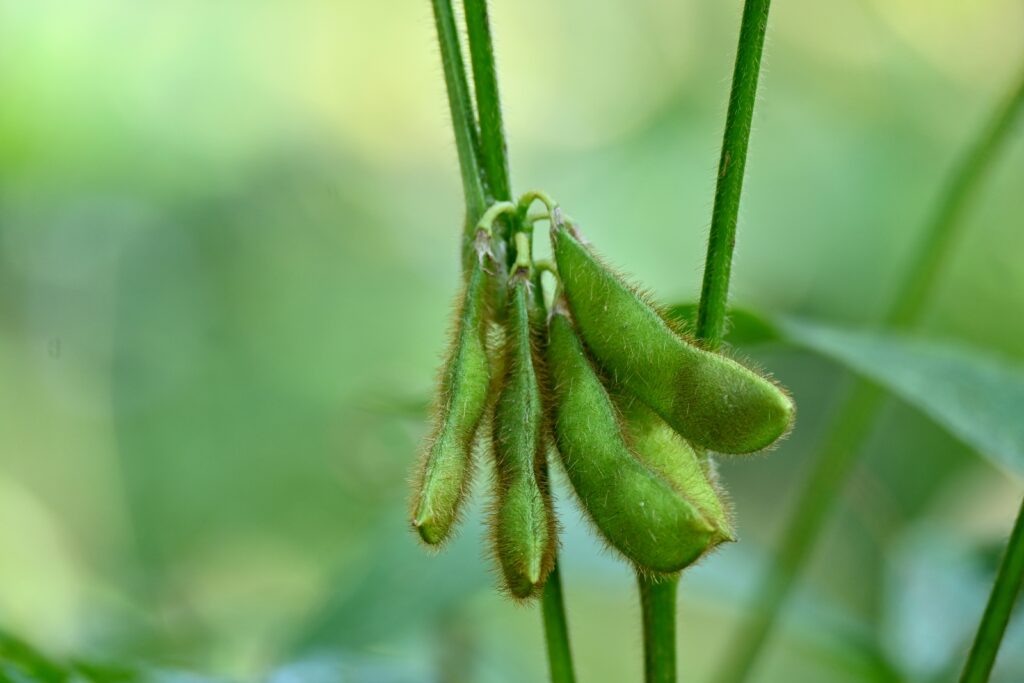 Urad Dal (Black Gram): From Stone Grinders to Trendy Bowls - Beyond Chutney