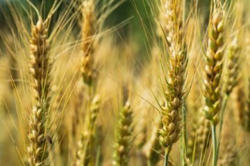 Atta (Whole Wheat Flour): A Daily Staple from Ancient Grains to Modern ...