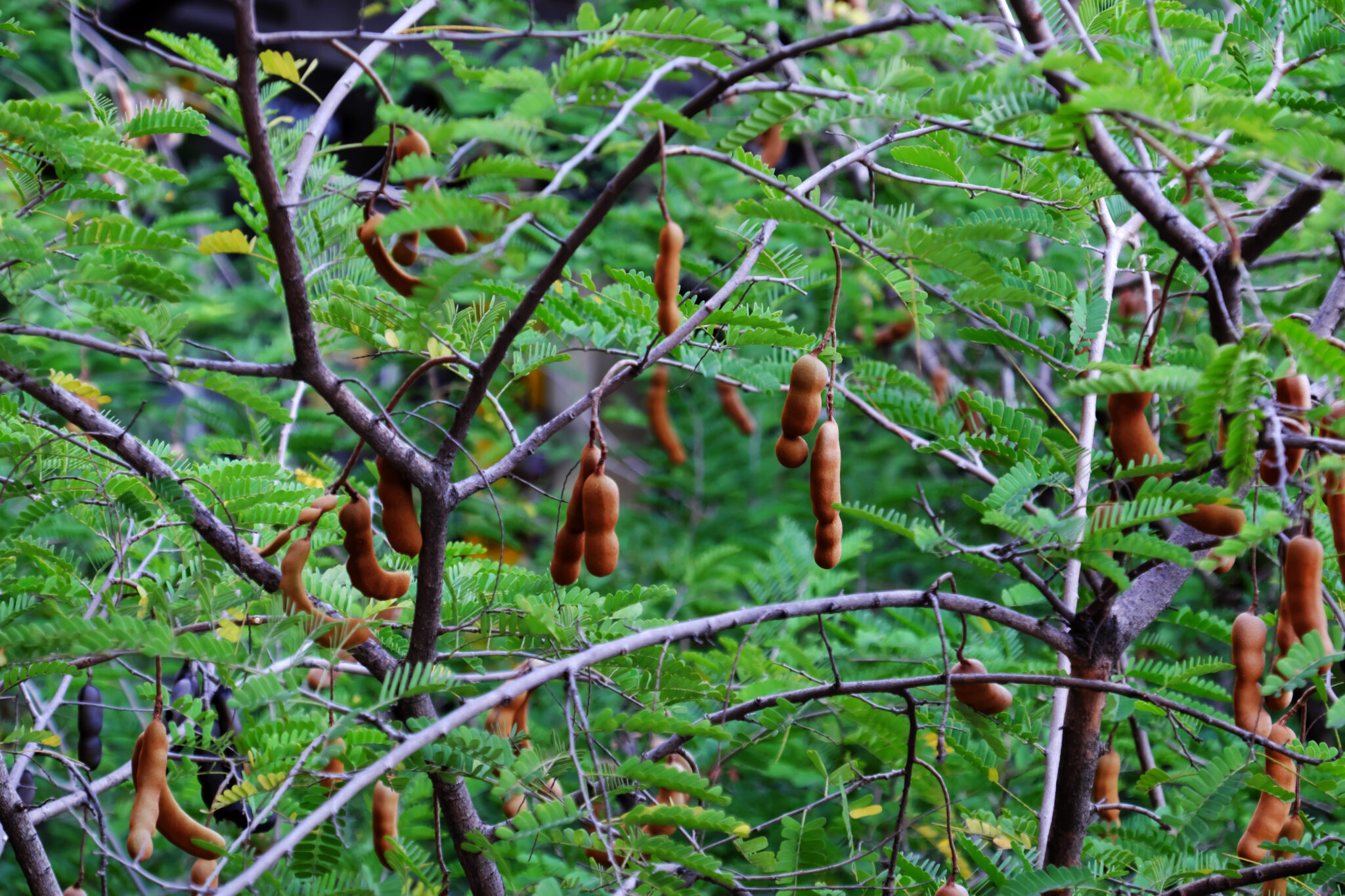 Tamarind 101: What It Is and How to Use It in Your Kitchen - Beyond Chutney