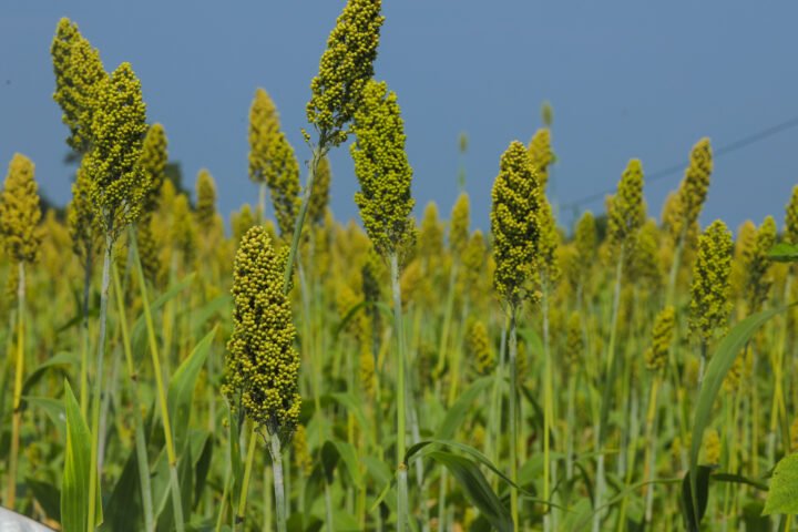 Jowar (Sorghum): From Ancient Fields to Modern Meals - Beyond Chutney