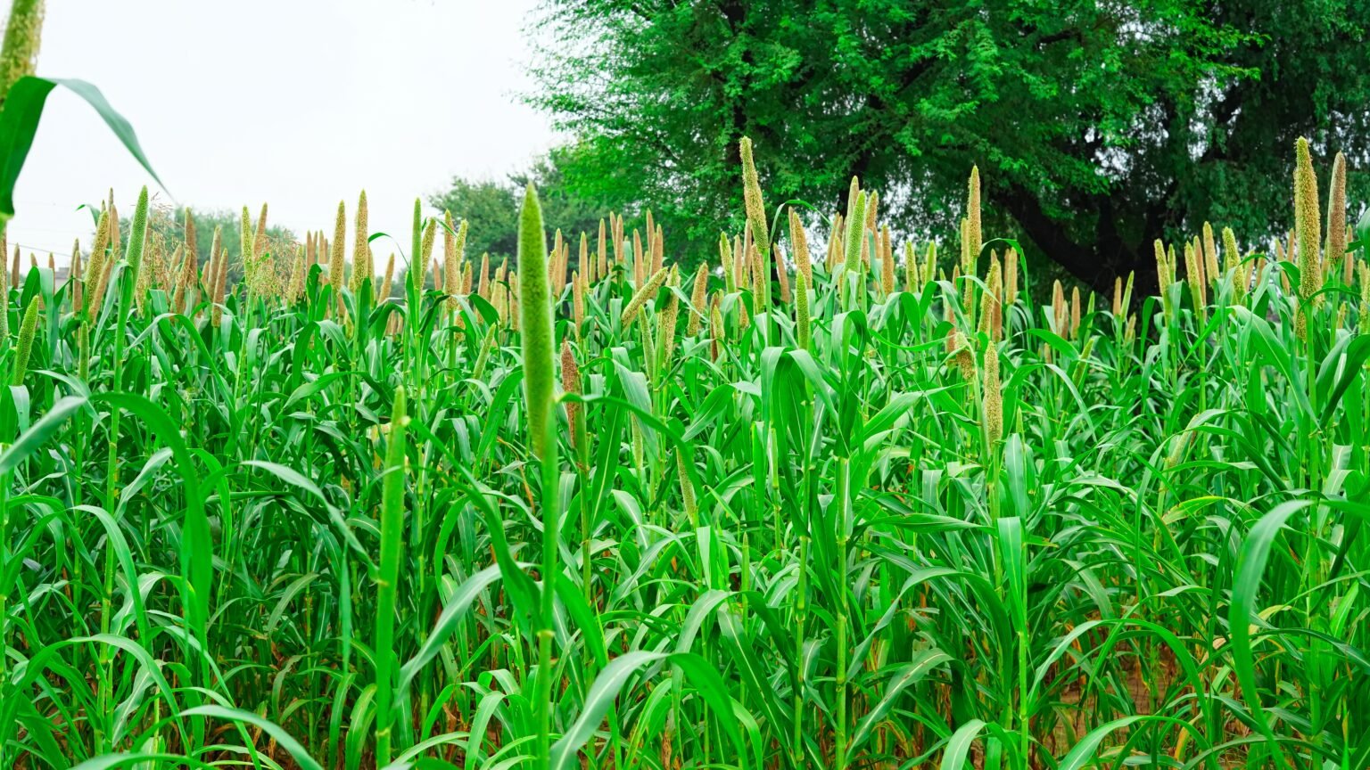 Bajra: The Ancient Grain with Modern Benefits - Beyond Chutney