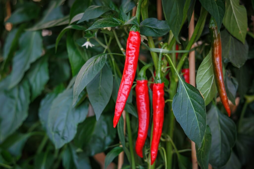 Byadgi Chili: Flavor, Aroma and Common Uses - Beyond Chutney
